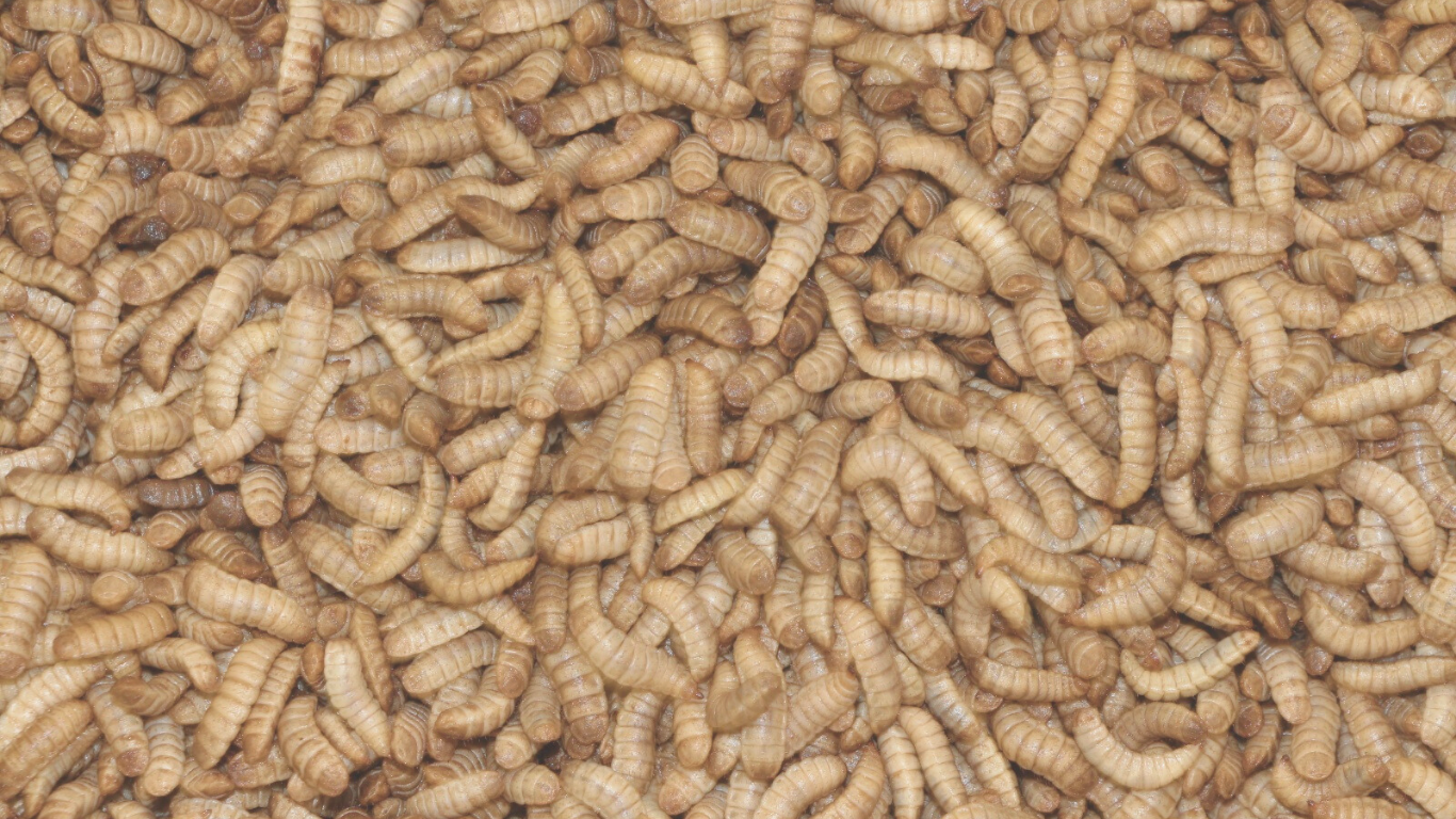 Live Larvae - one off purchases – Larvalicious