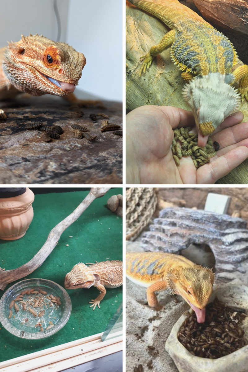 Larvalicious Pet Reptile Care Sheet - Goanna