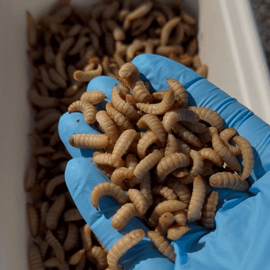 Larvalicious Larvae - Just like in the wild!