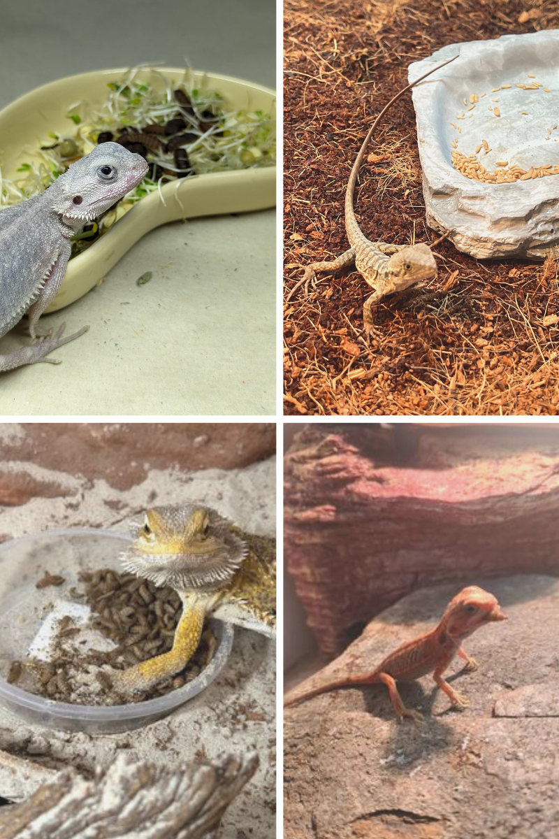 Larvalicious Pet Reptile Care Sheet - Goanna